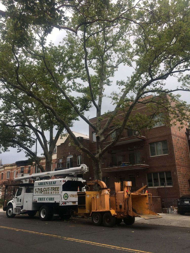 GreenLeaf Visual Showcase: Expertise in Tree Services & Landscaping