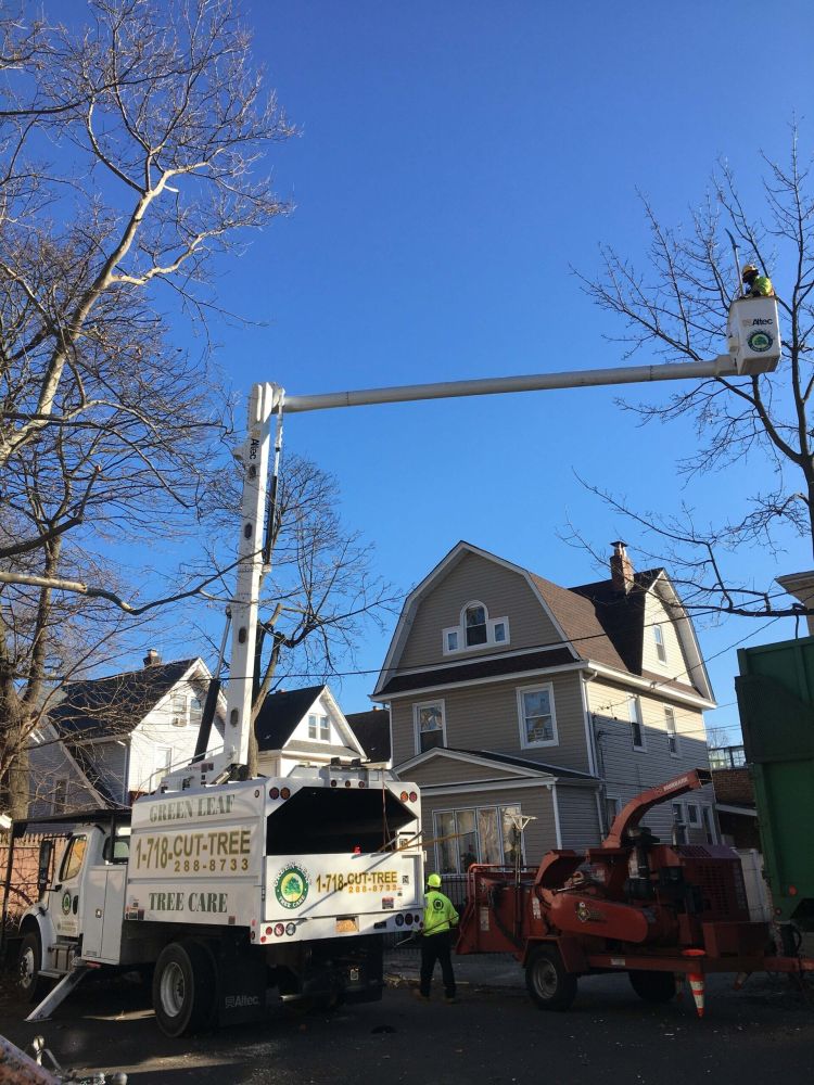 GreenLeaf Visual Showcase: Expertise in Tree Services & Landscaping