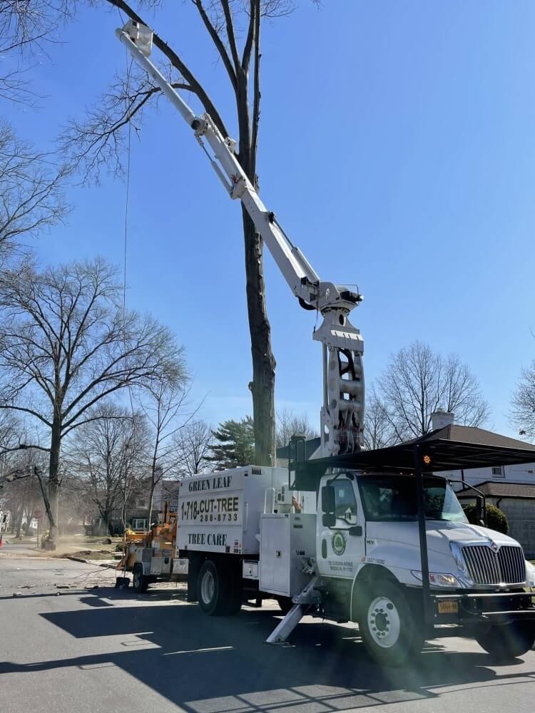 GreenLeaf Visual Showcase: Expertise in Tree Services & Landscaping