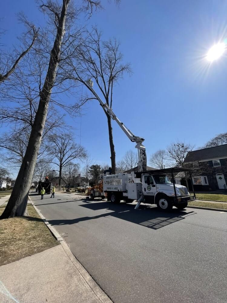 GreenLeaf Visual Showcase: Expertise in Tree Services & Landscaping