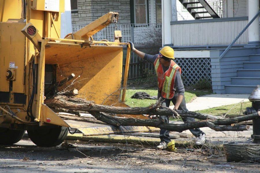 Tree Removal Services in New York | GreenLeaf Tree Care