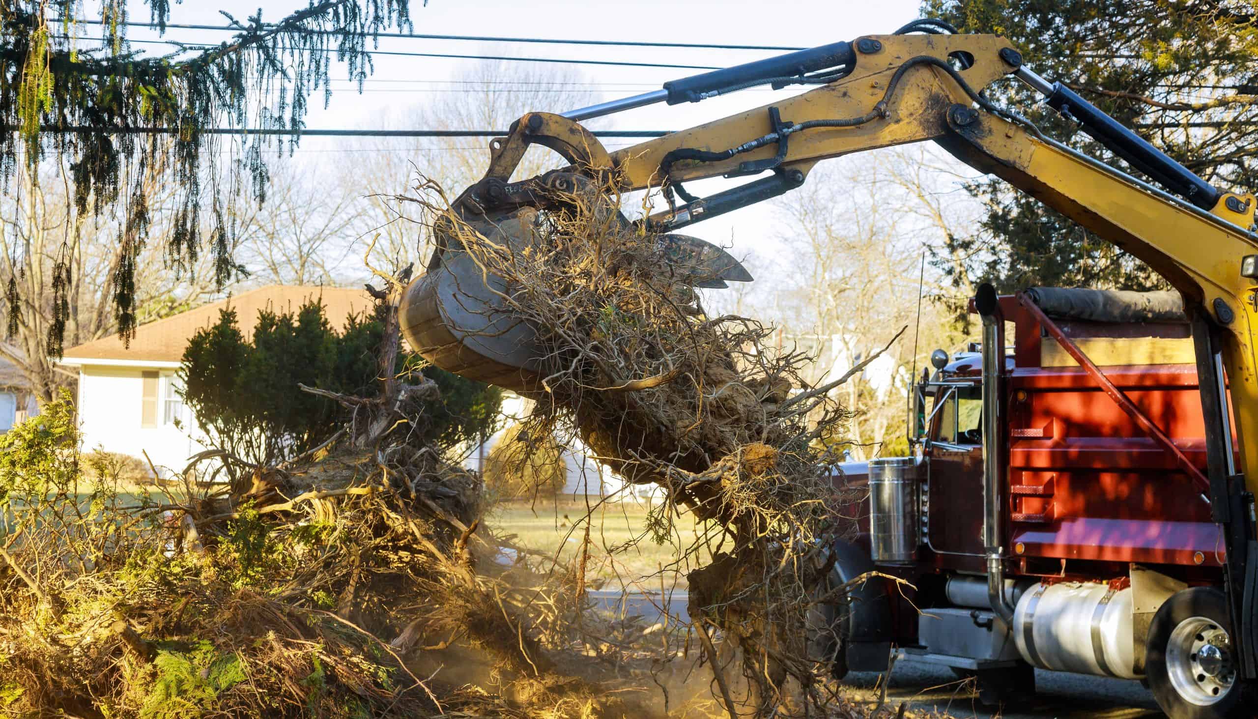 Electrocuted Tree Removal